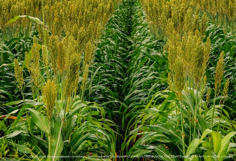 Gedaref, Sudan - trackstick
