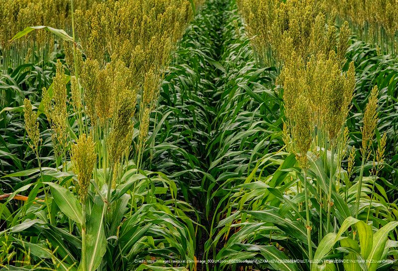 Atbara, Sudan - trackstick