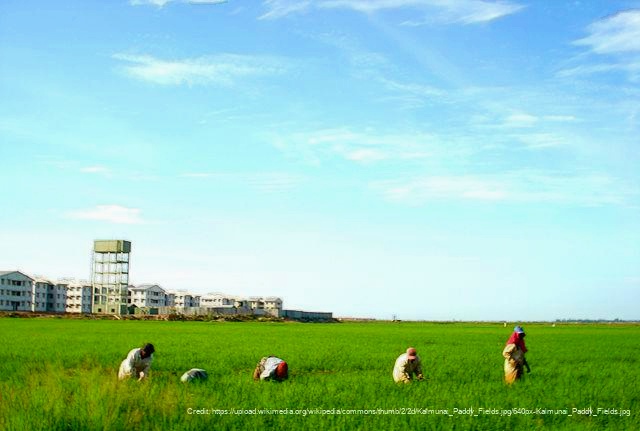 Kalmunai, Sri Lanka - trackstick